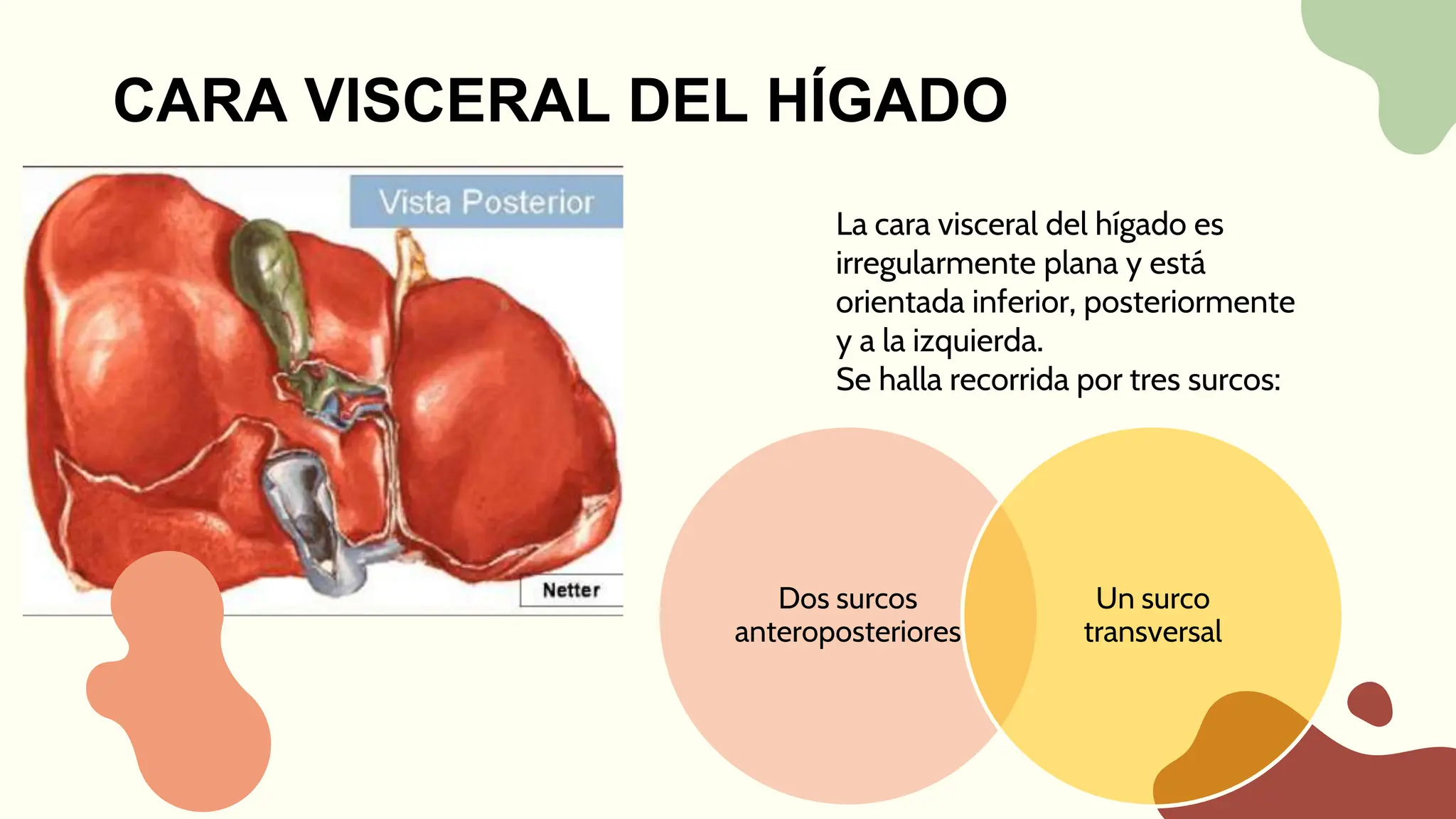 HÍGADO, PÁNCREAS Y BAZO para ayudar.pptx