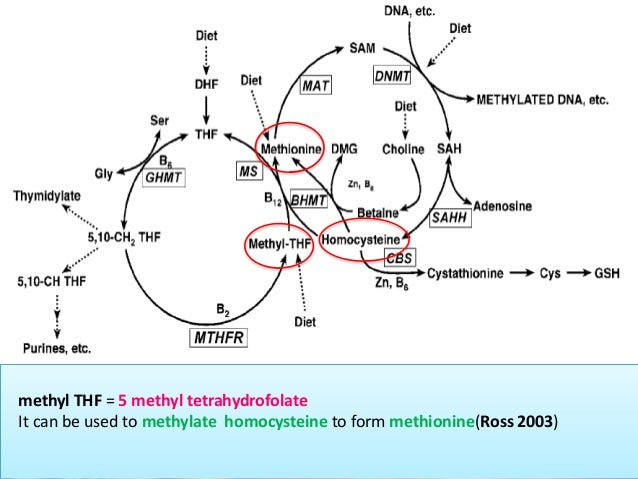 DNA methylation and Diet