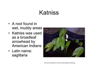 What's In A Name? | PPT