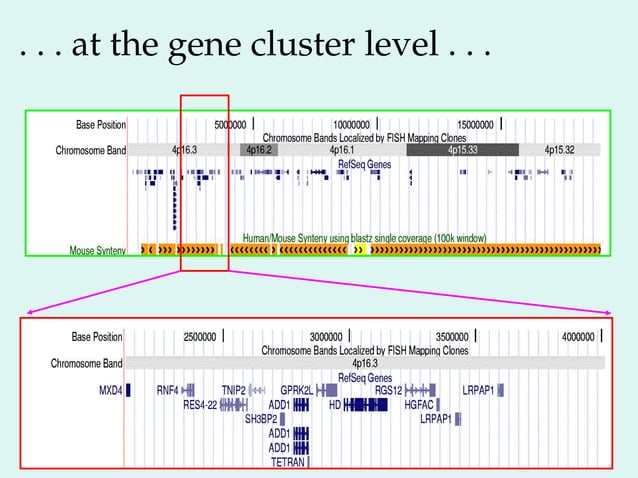 human genome project - genetics and gene mapping | PPT