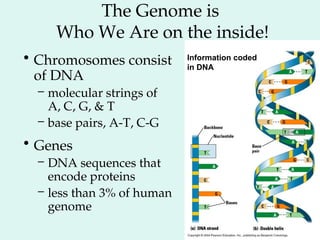 human genome project - genetics and gene mapping | PPT