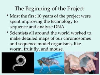 human genome project - genetics and gene mapping | PPT