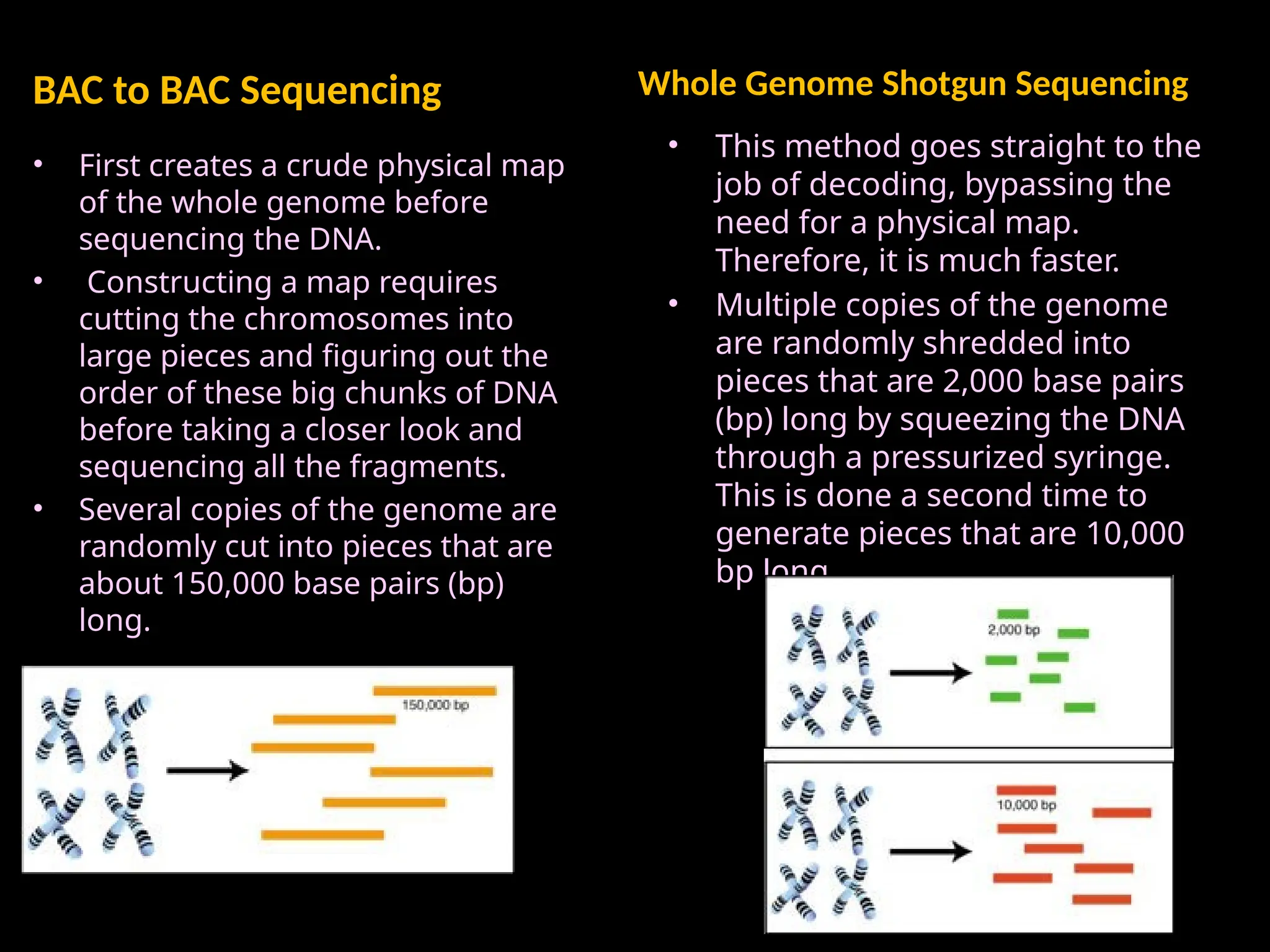 HGP human genome project. bioinformaticspptx | PPTX