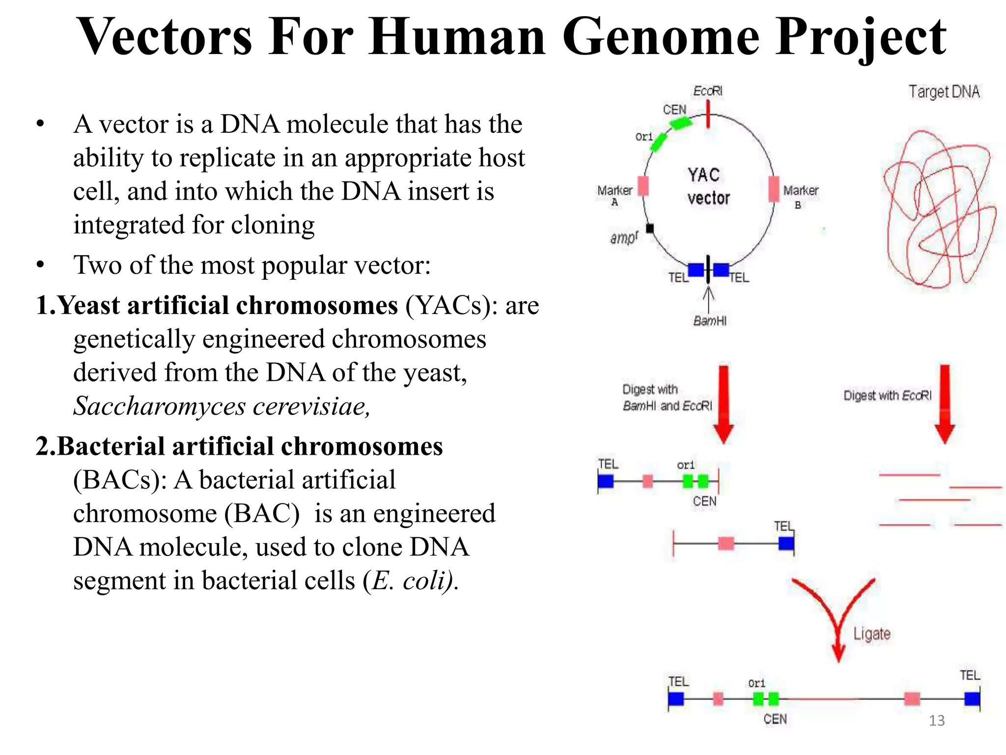 human genome project by varaprasad | PPTX