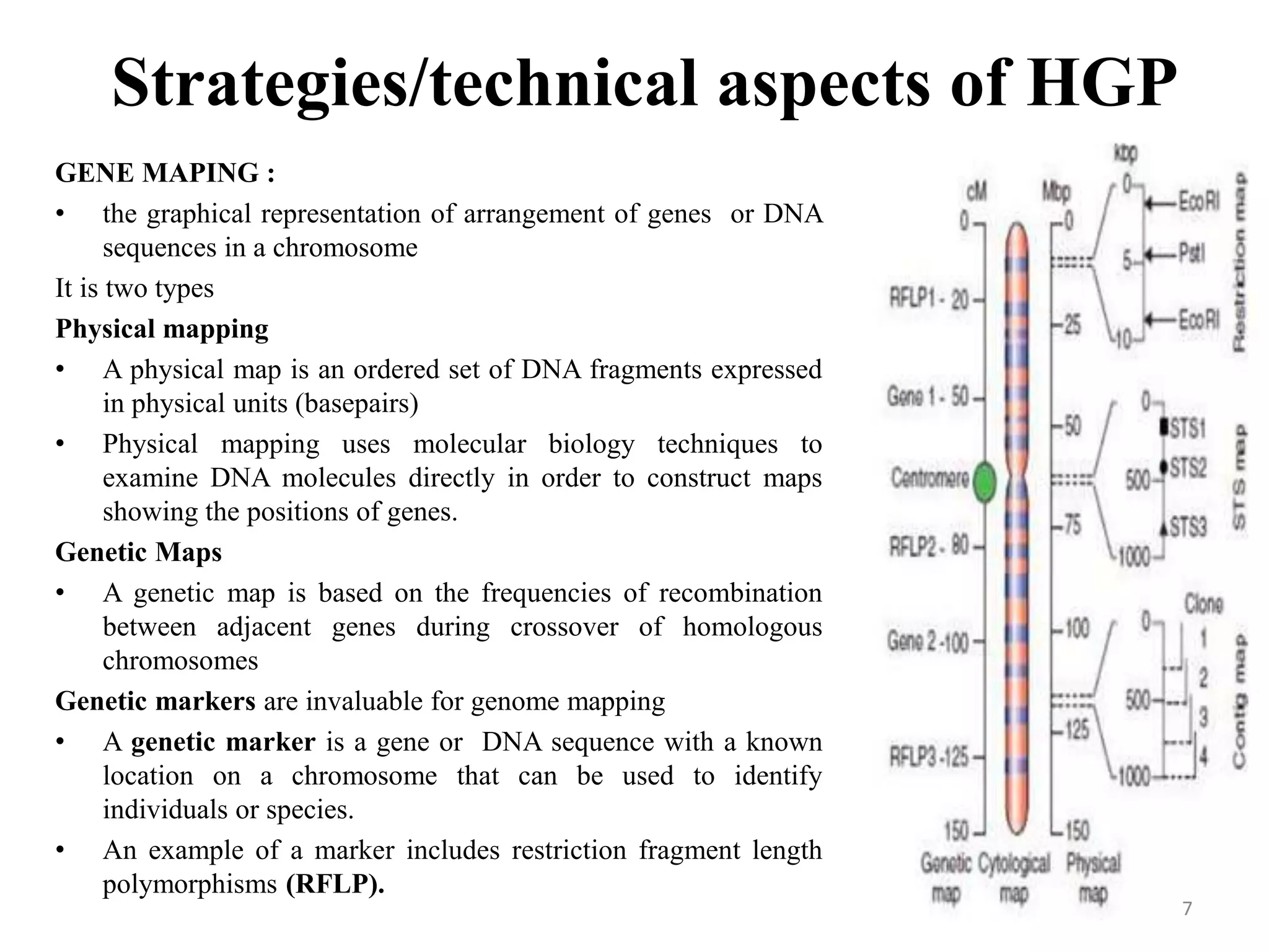 human genome project by varaprasad | PPTX