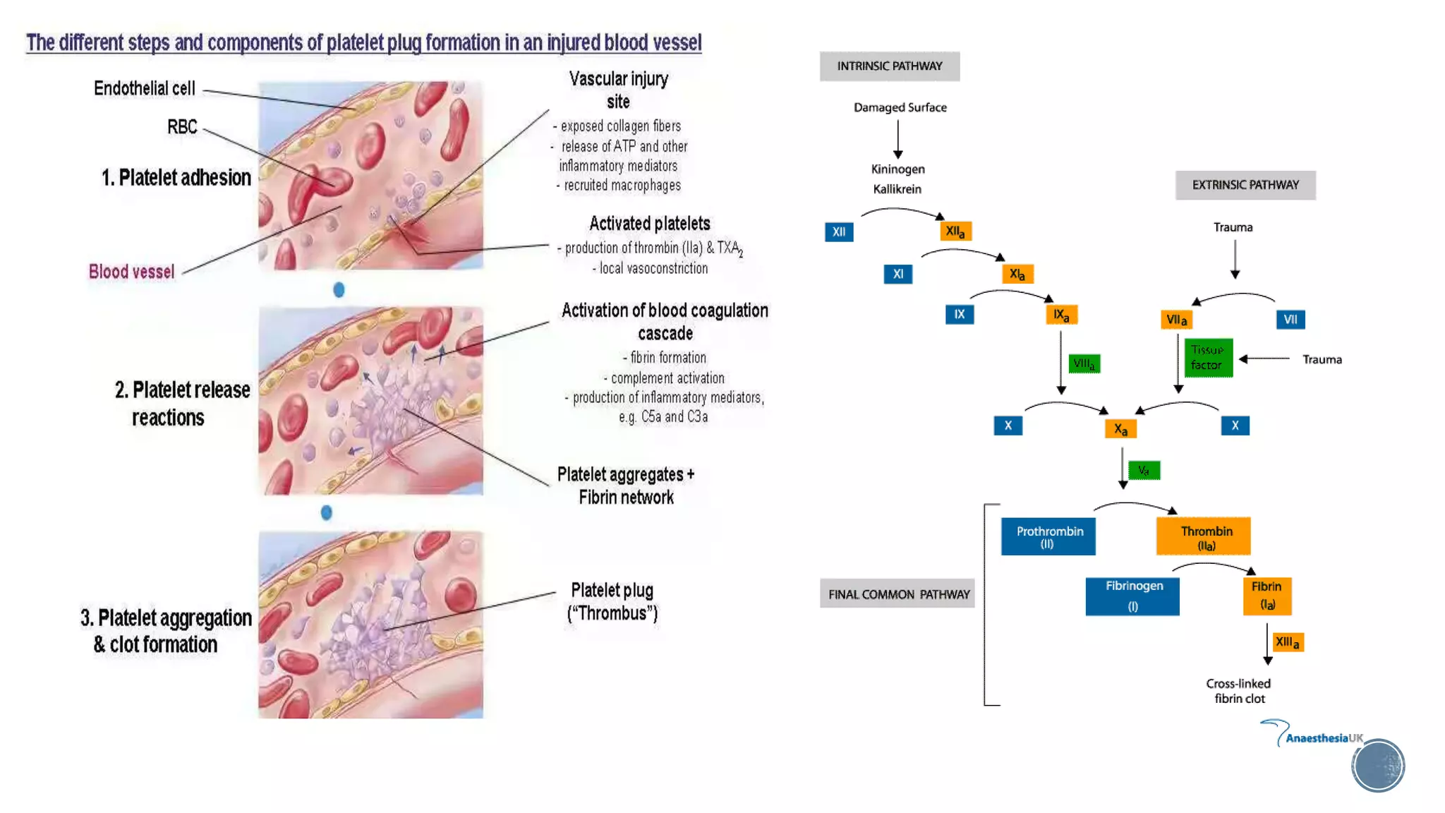 Mechanisms of Blood Coagulation | PPTX