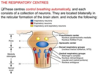 Mechanism (mechanics) of_breathing | PPT