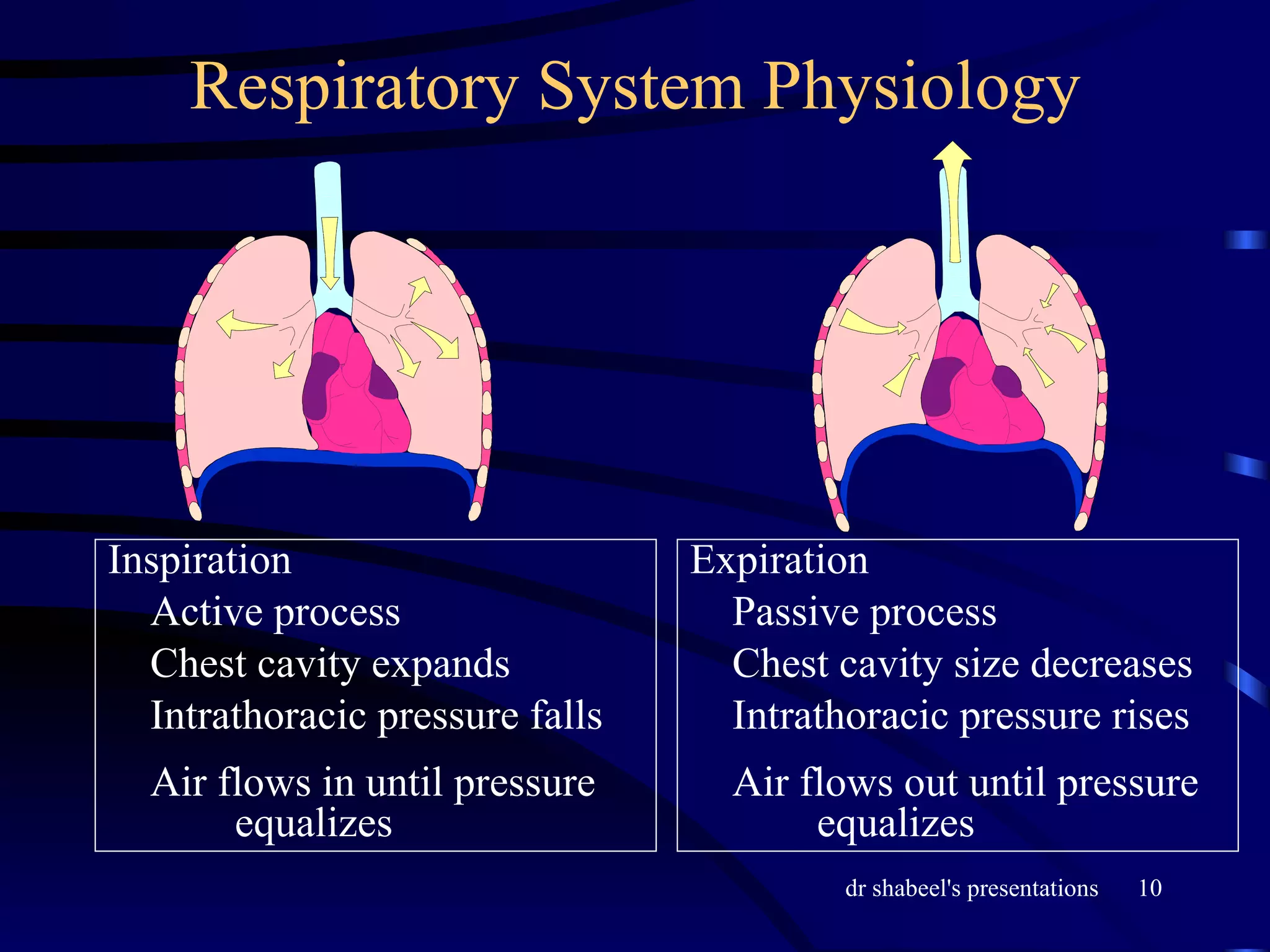 The Respiratory System | PPT