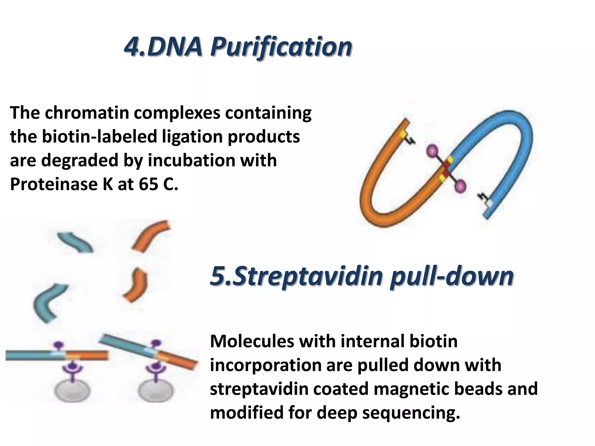 chromatin conformation capture | PDF