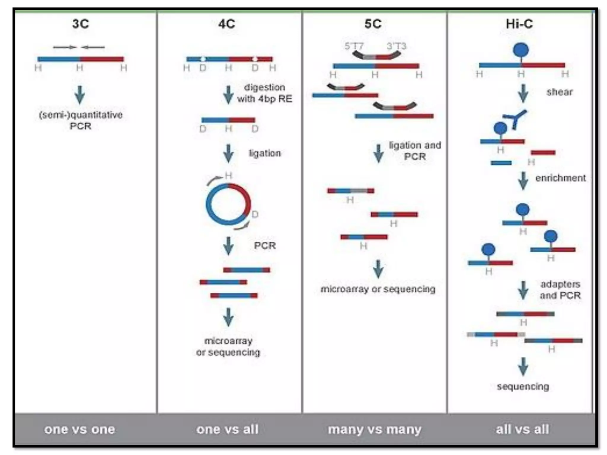 Chromatin Conformation Capture Pdf Chemistry Science