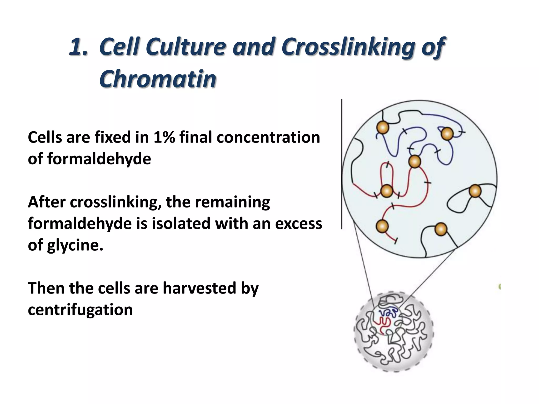 Chromatin Conformation Capture Pdf