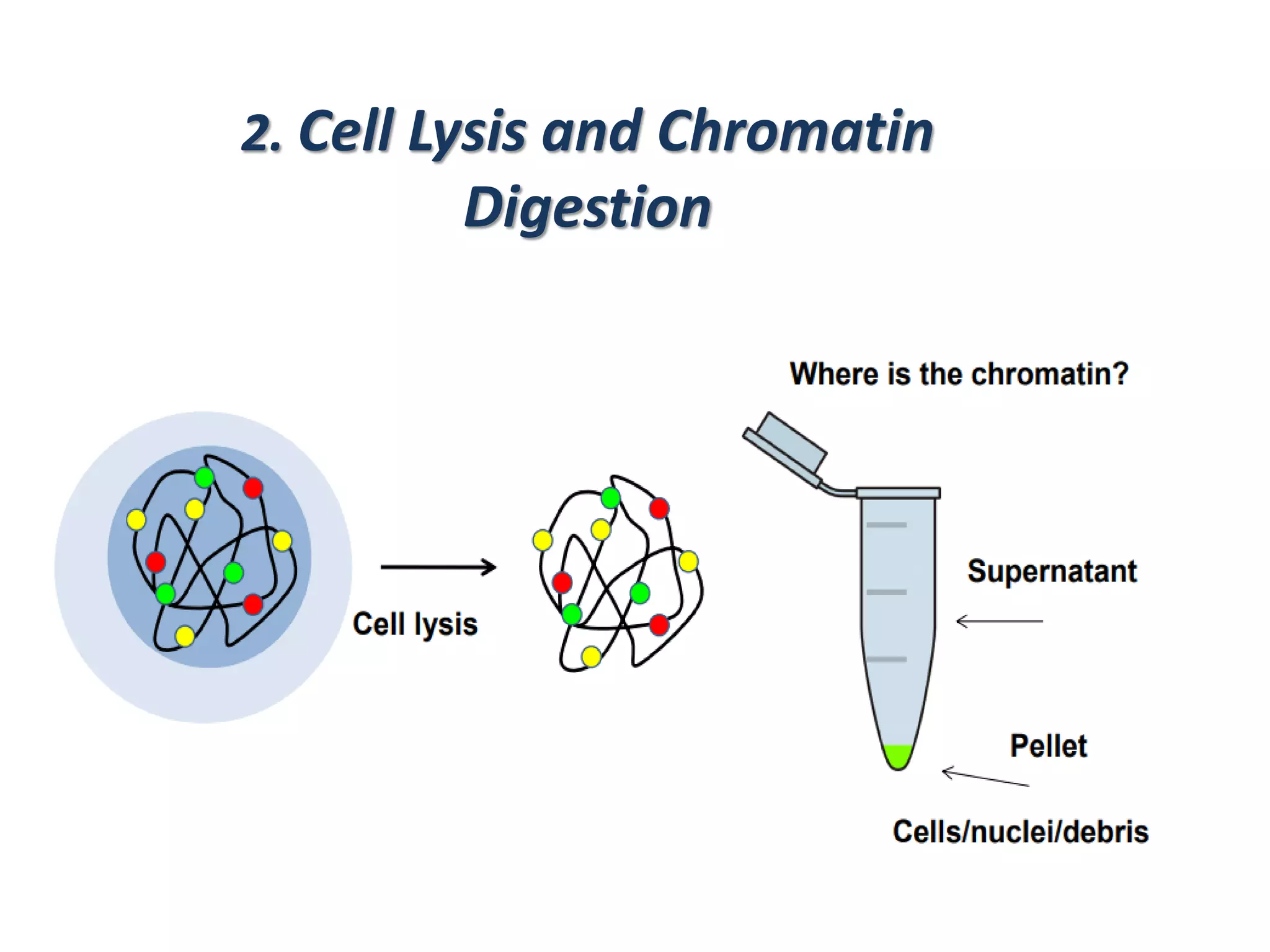 Chromatin Conformation Capture Pdf Chemistry Science