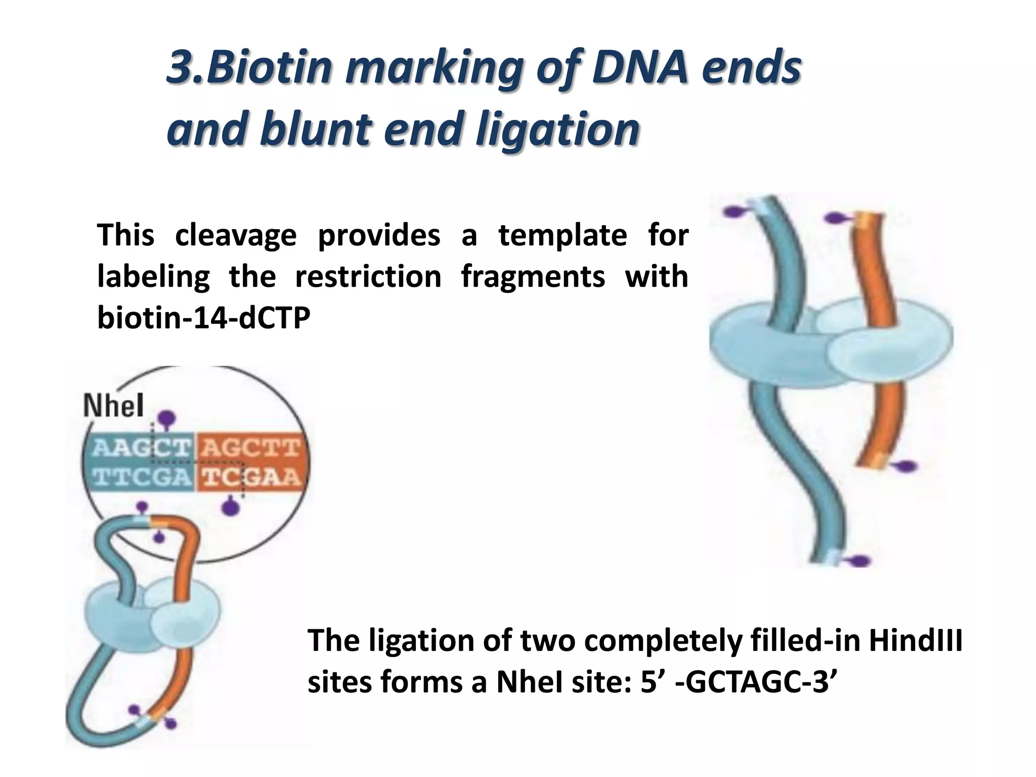 Chromatin Conformation Capture Ppt