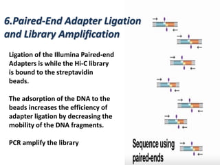 chromatin conformation capture | PDF