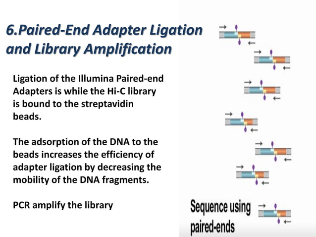 Chromatin Conformation Capture Pdf Chemistry Science