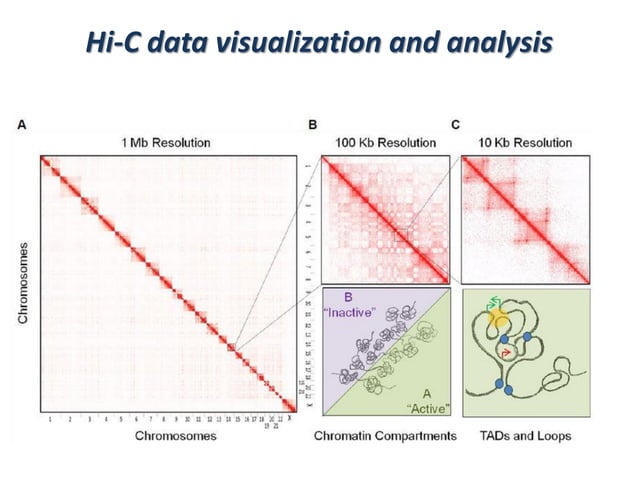 Chromatin Conformation Capture Pdf Chemistry Science
