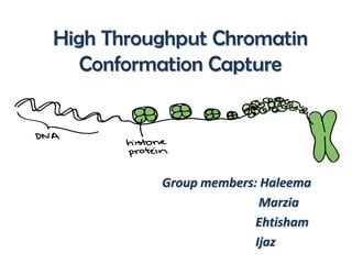 chromatin conformation capture | PDF