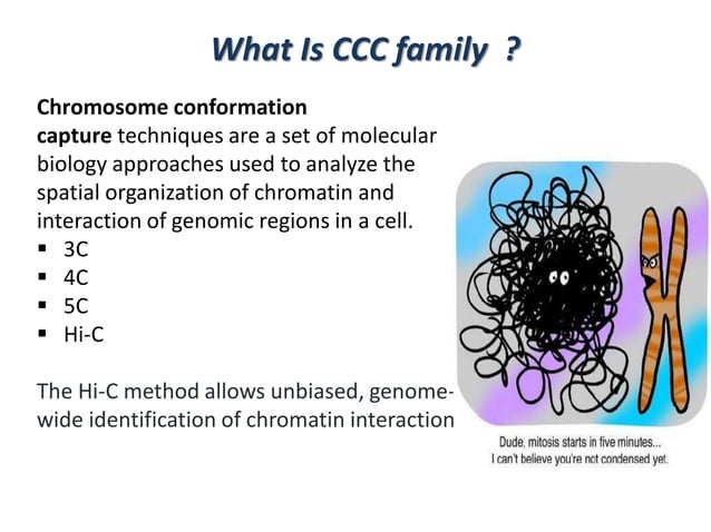 Chromatin Conformation Capture Pdf Chemistry Science