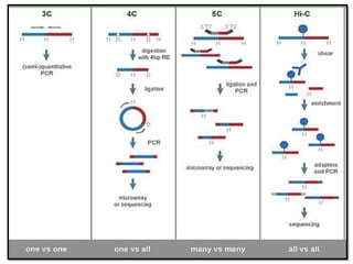 chromatin conformation capture | PDF
