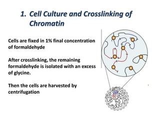 chromatin conformation capture | PDF