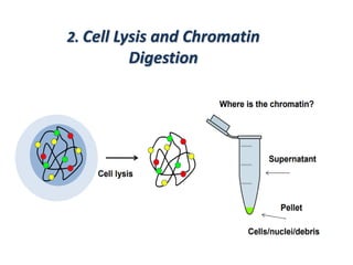 chromatin conformation capture | PDF