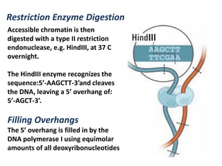 chromatin conformation capture | PDF