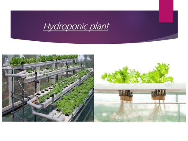 Hi tech horticulture | PPTX