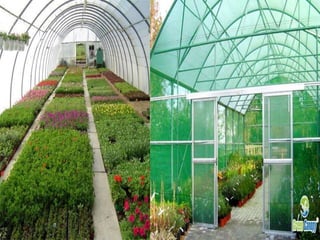 Hi tech horticulture | PPTX