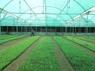 Hi tech horticulture | PPTX