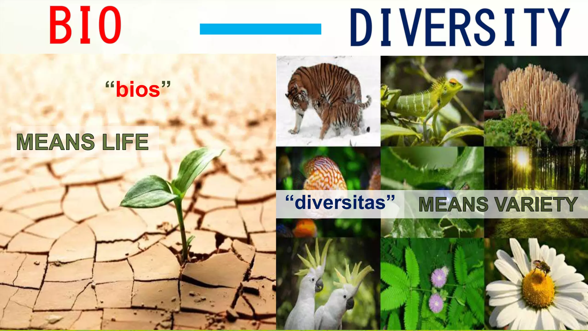 HIA BIODIVERSITY.pptx