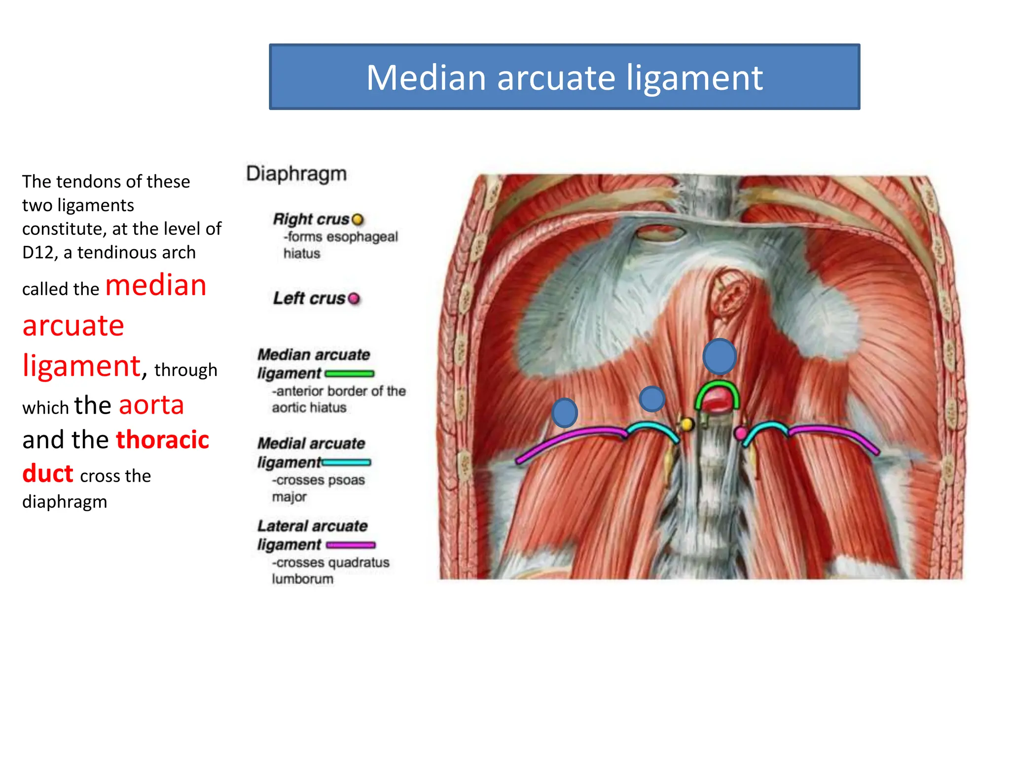 Hiatal Anatomy.pptx
