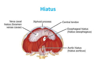 Hiatal Anatomy.pptx