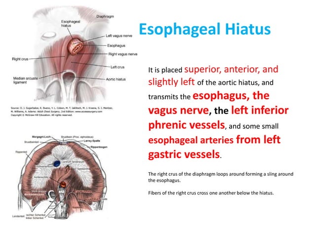 Hiatal Anatomy.pptx