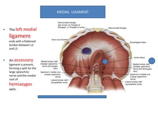 Hiatal Anatomy.pptx