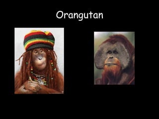 Hibagon | PPT