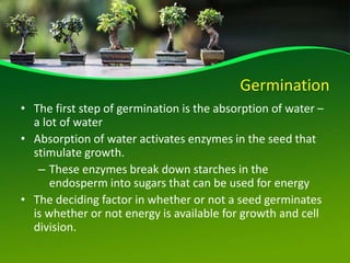 seed germination ppt | PPTX | Gardening | Home & Garden