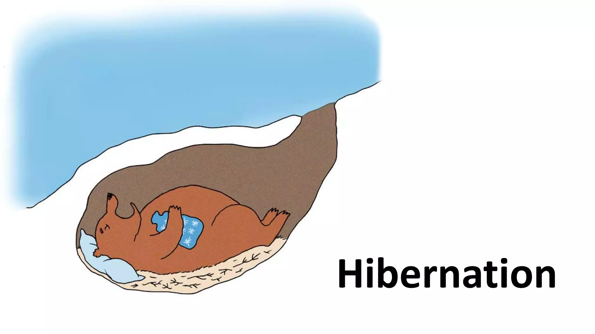 Hibernation animal game | PPTX