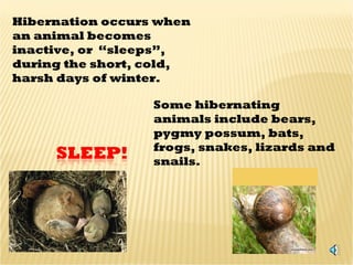 Hibernation PPT Lesson 9 | PPT