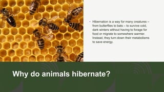 Hibernation Sosan.pptx it is well explained and with good pictures provided. | PPT