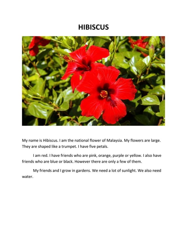 Hibiscus | PDF