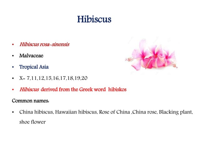 HIBISCUS.pptx