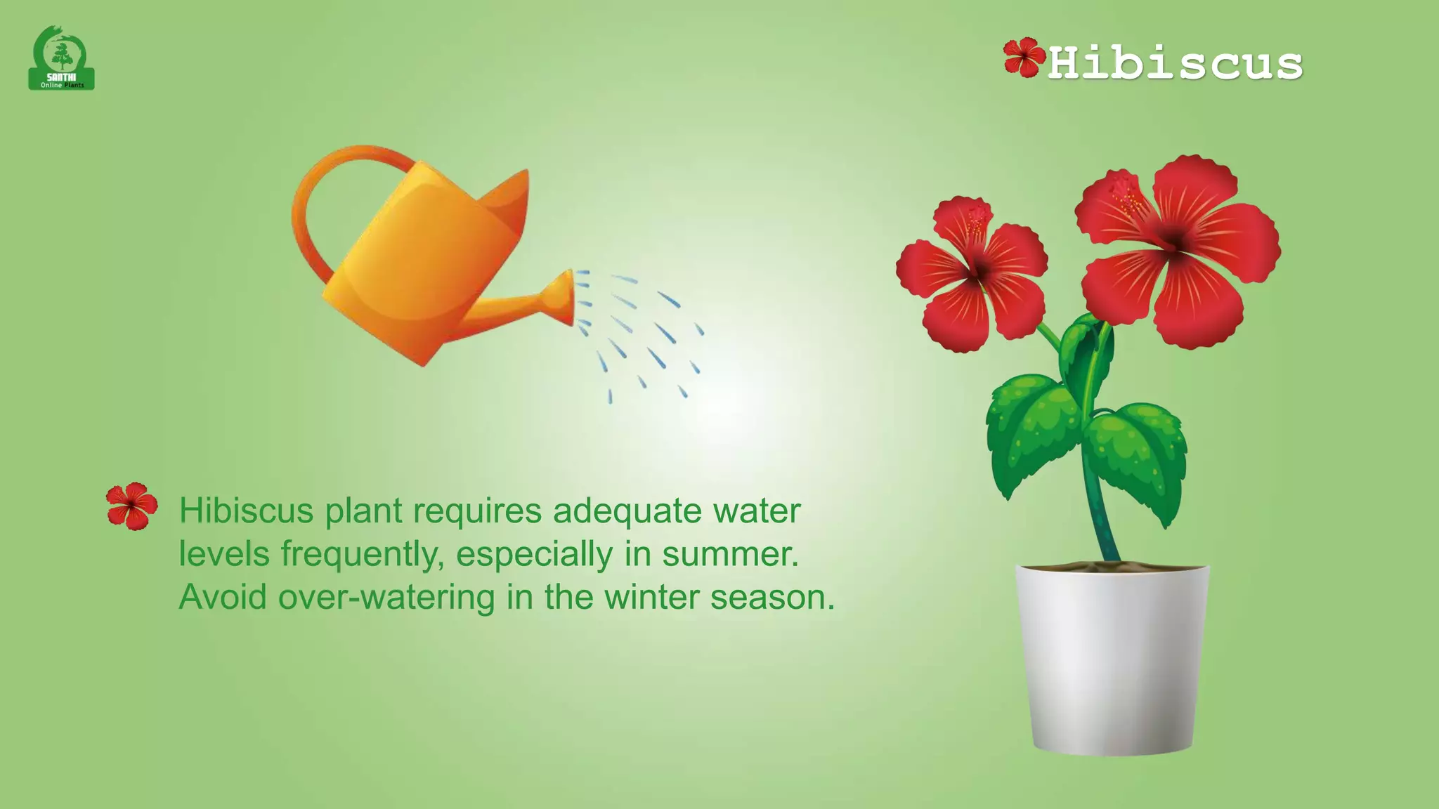 Hibiscus | PPTX