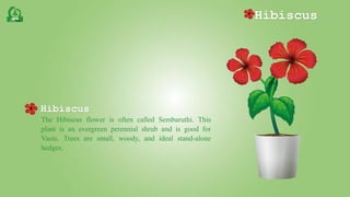 Hibiscus | PPTX