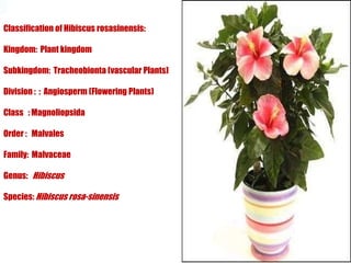 Hibiscus For Health | PPTX