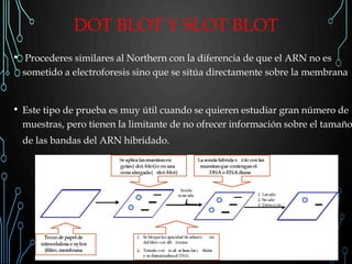 Hibridacion de acidos nucleicos | PPTX