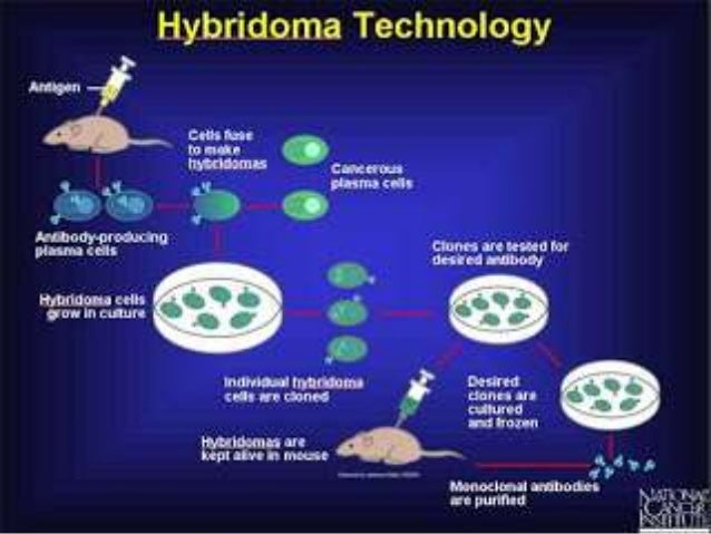 Hibridoma Sel (Monoclonal Antibodies)