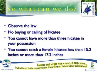 Hicatee Schools Presentation | PPT