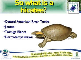 Hicatee Schools Presentation | PPT