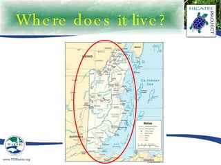 Hicatee Schools Presentation | PPT