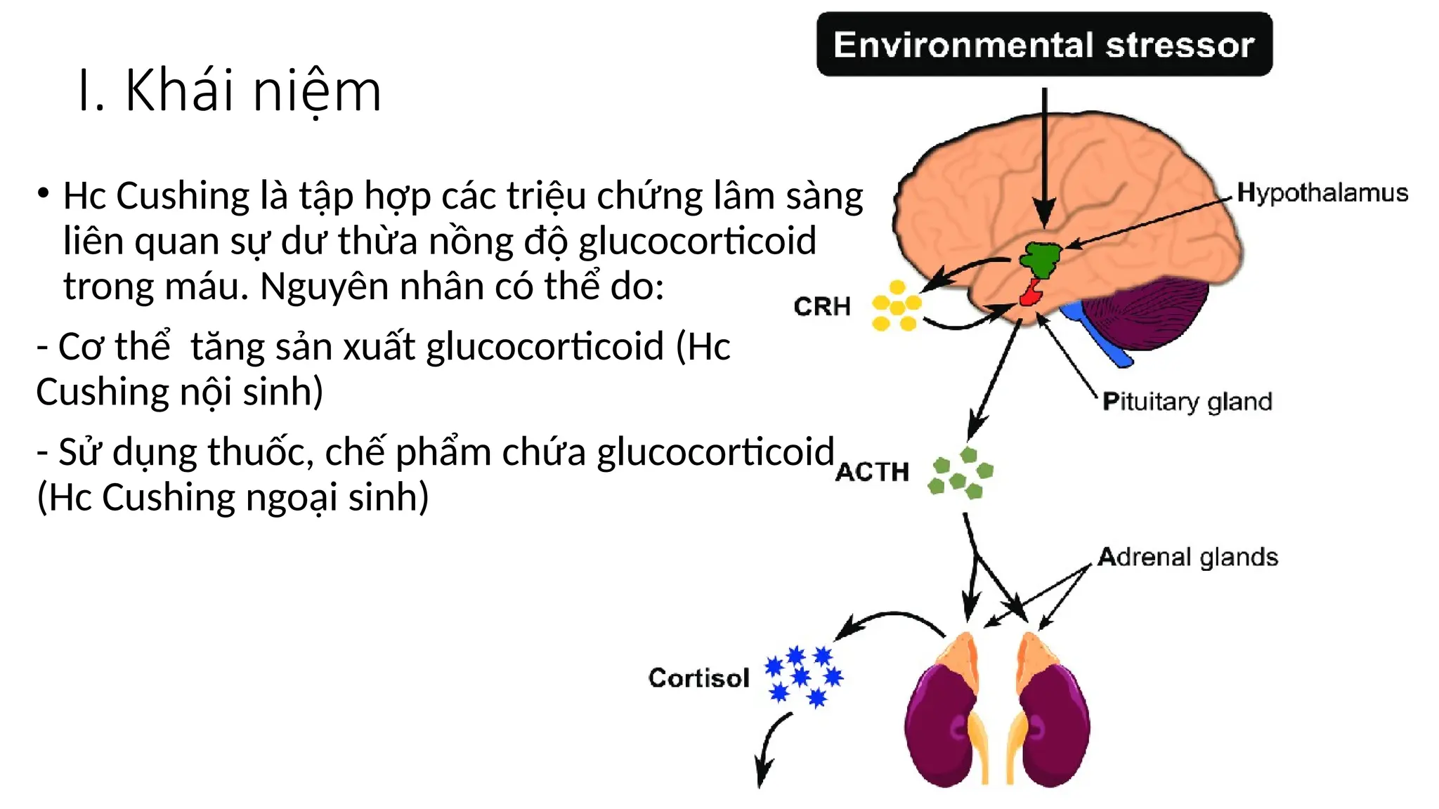 HỘI CHỨNG CUSHING - NBL2 bmu t.mạnh nguyên | PPTX